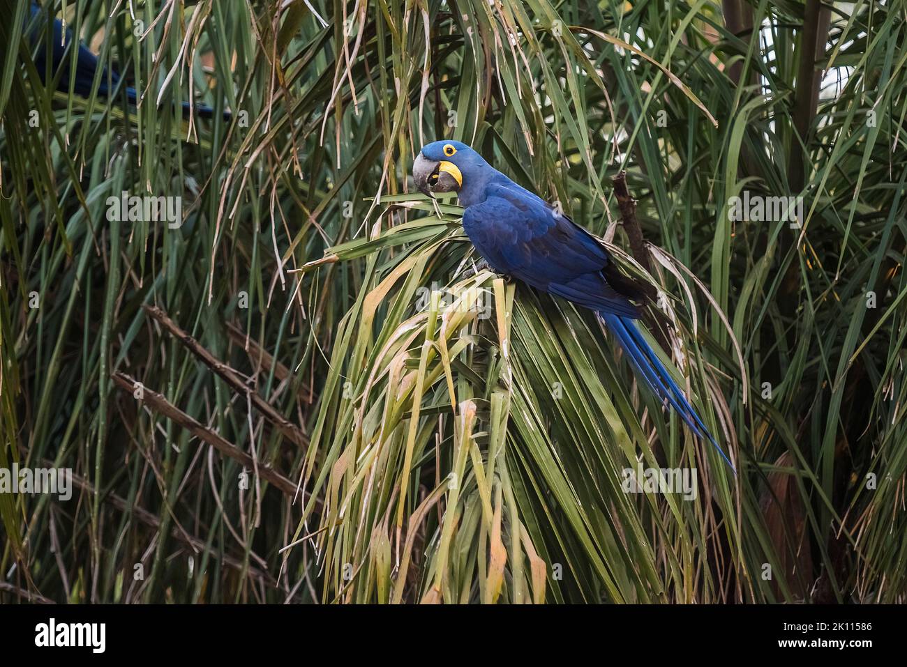 Brazil macau hi-res stock photography and images - Alamy