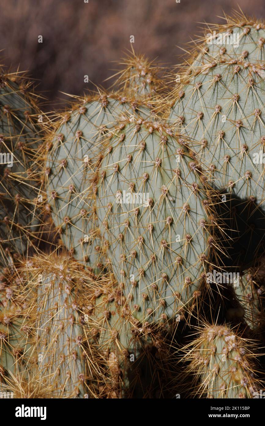 Yellow spines protrude from trichomatic glochidiate areoles of Opuntia ...