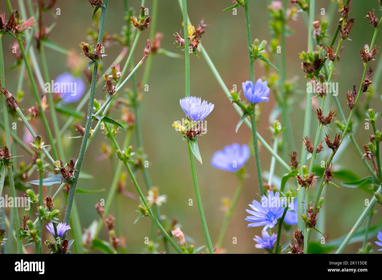 Blue flowers of cichorium plants, family Asteraceae, growing in garden ...
