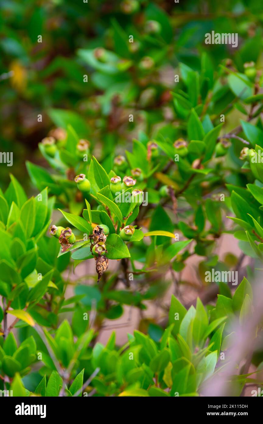 Botanical collection, leaves and berries of myrtus communis or true ...