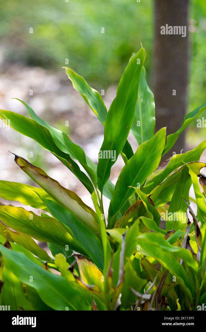 Green leaves of exotic aromatic medicinal plant cardamom close up in ...