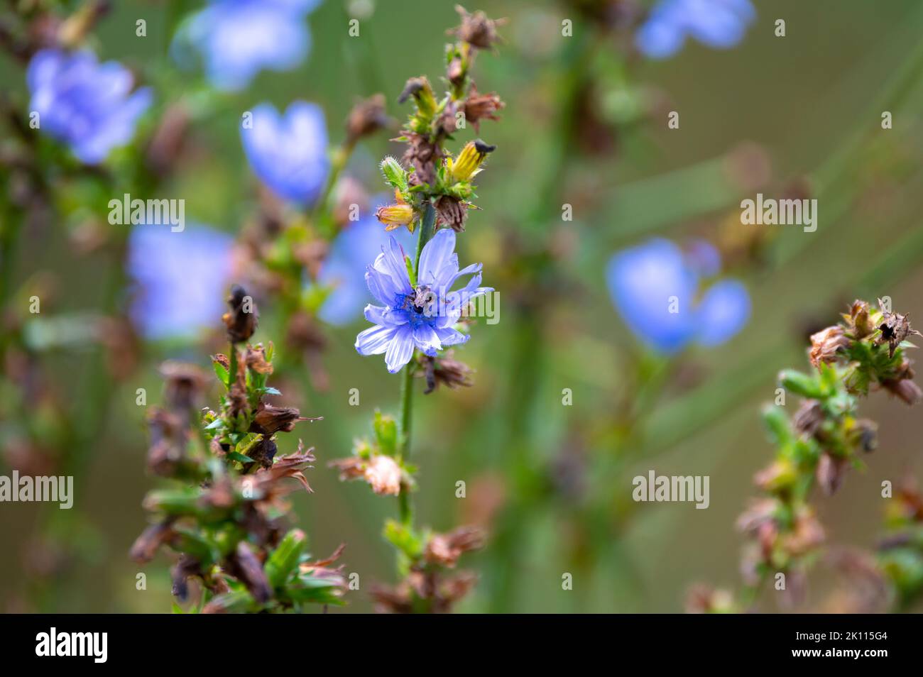 Blue flowers of cichorium plants, family Asteraceae, growing in garden Stock Photo - Alamy