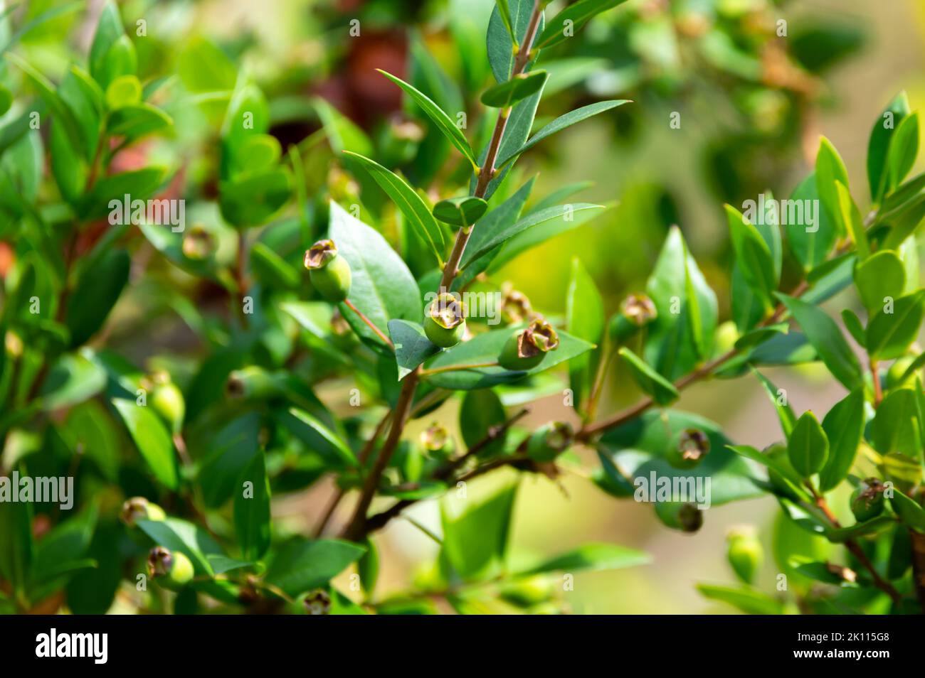 Botanical collection, leaves and berries of myrtus communis or true ...