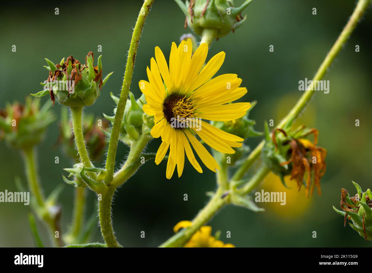 Yellow flowers heads of Silphium laciniatum or compass plant growing in ...