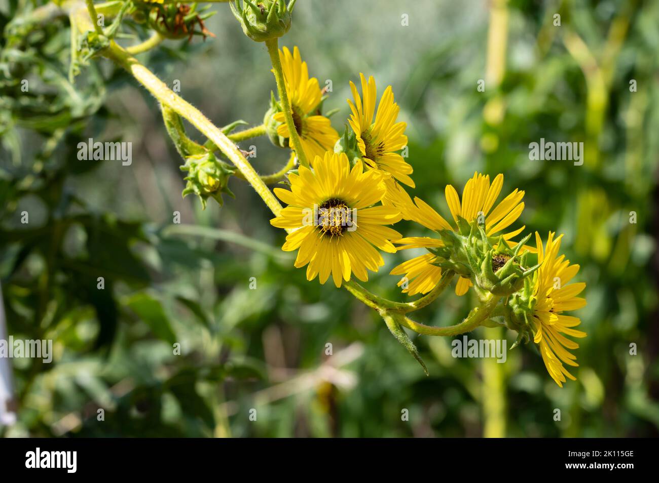 Yellow flowers heads of Silphium laciniatum or compass plant growing in ...