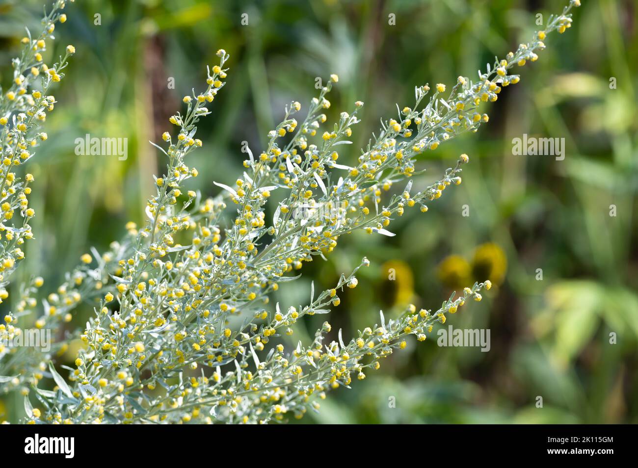Botanical collection, leaves and berries of silver mound artemisia ...