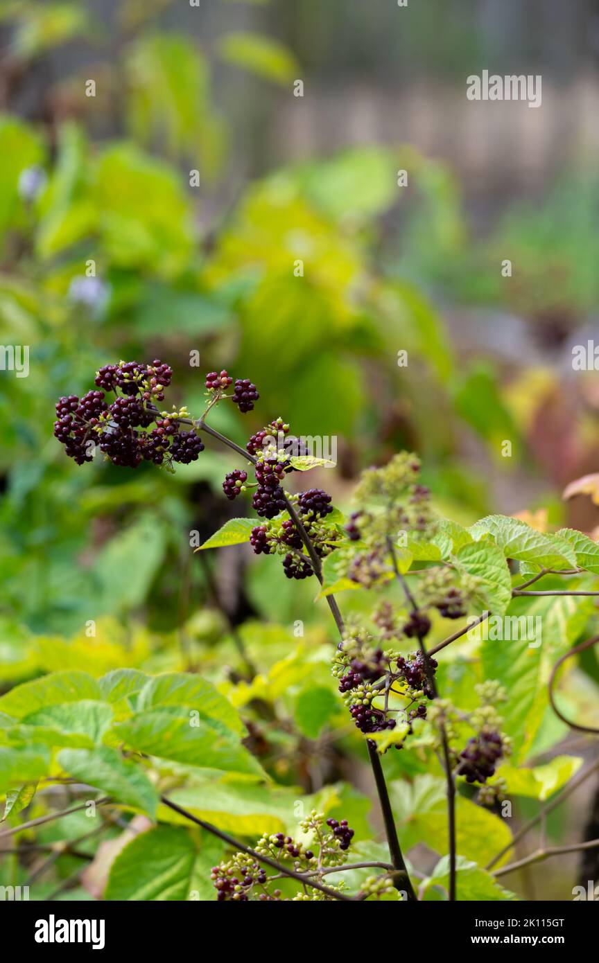 Eleutherococcus (siberian ginseng) hi-res stock photography and images ...