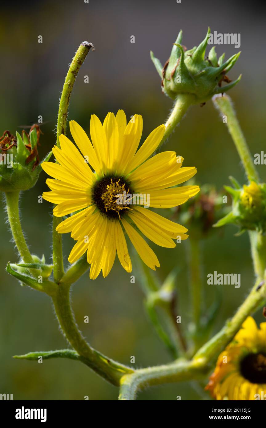 Yellow flowers heads of Silphium laciniatum or compass plant growing in ...