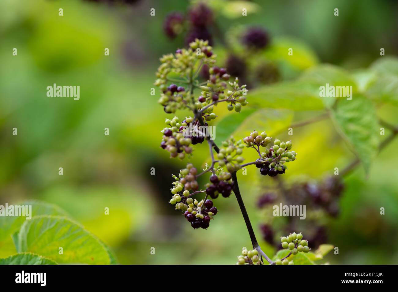 Woody shrub of Eleutherococcus senticosus or Siberian ginseng or ...