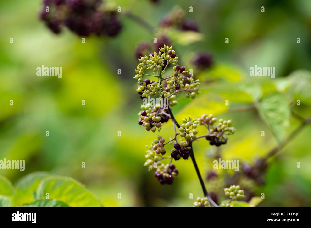 Woody shrub of Eleutherococcus senticosus or Siberian ginseng or ...