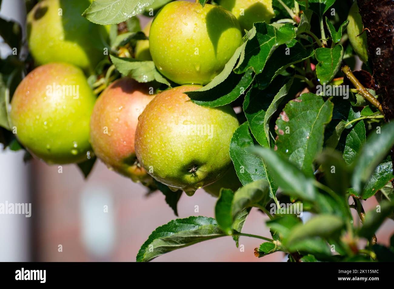 Brunch of apple tree with many apple fruits in orchard close up after ...