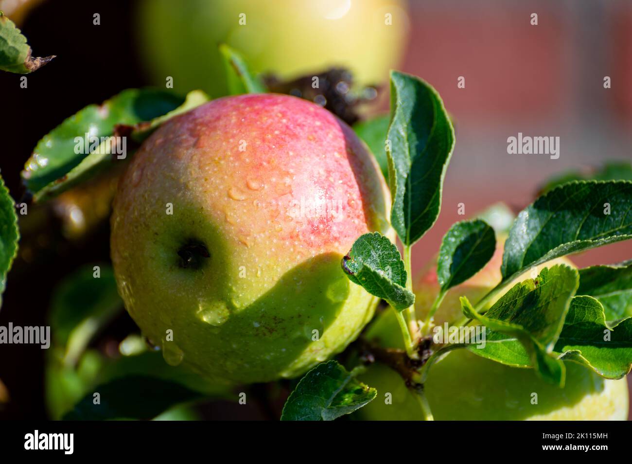 Brunch of apple tree with many apple fruits in orchard close up after ...