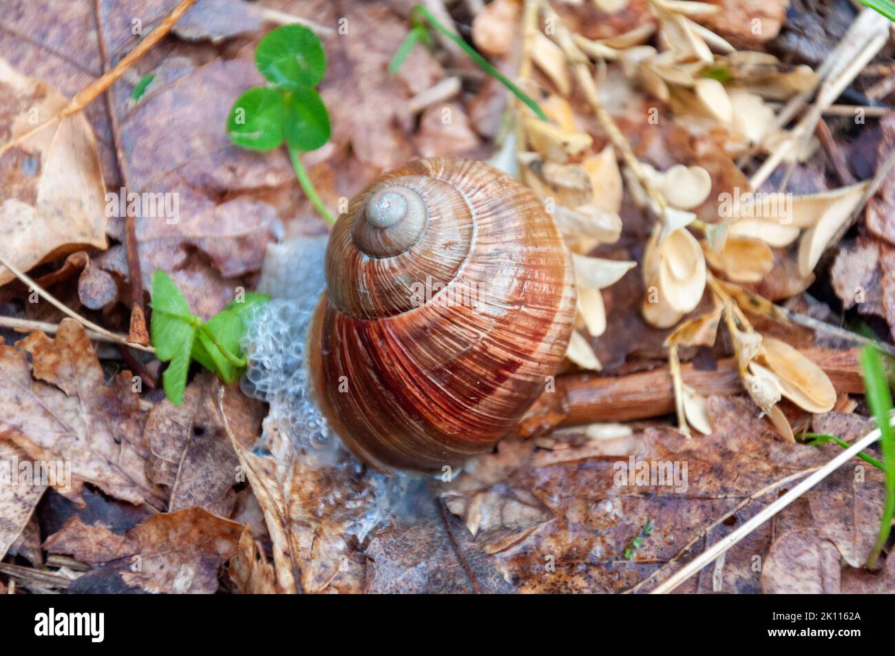 Close up photo of snail shell Stock Photo - Alamy