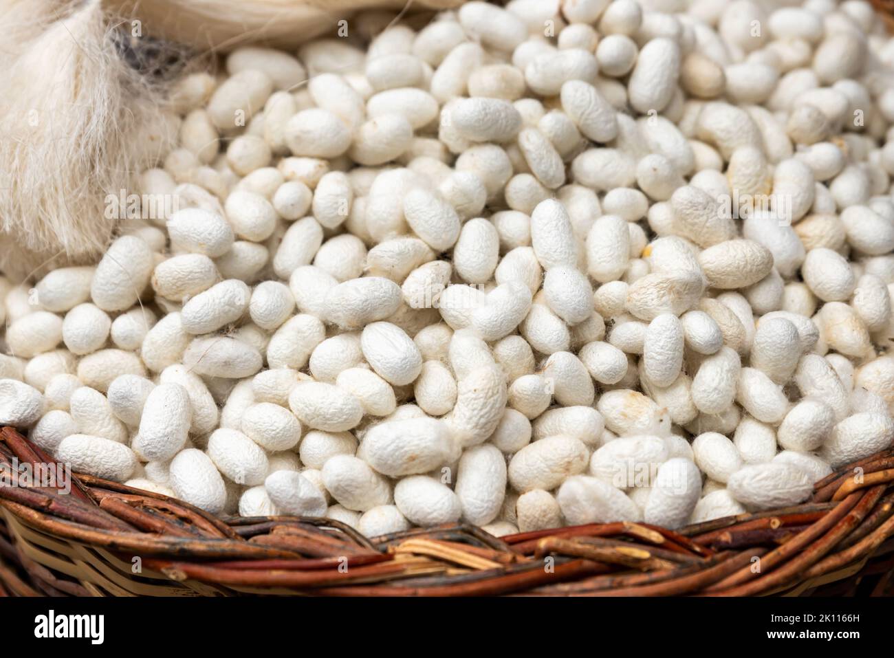 cocoons of white silkworms bred to produce silk , raw silk Stock Photo ...