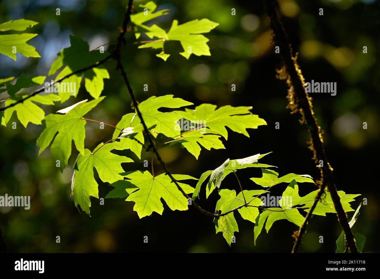 Forest Maple Leaves in Sun. Looking up at maple leaves in the canopy of ...
