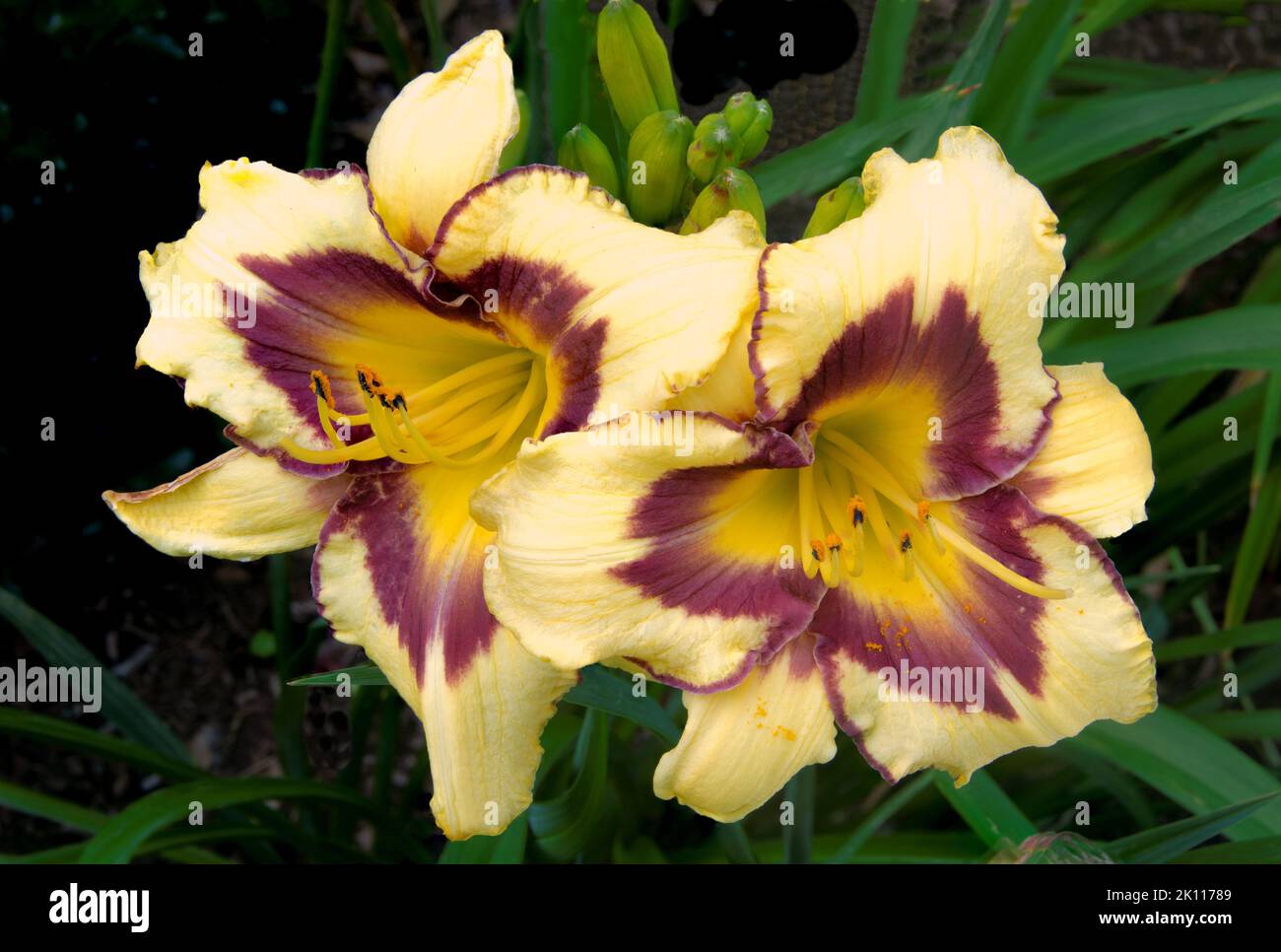 Closeup of two colorful daylily blossoms (Hemerocallis El Desperado ...