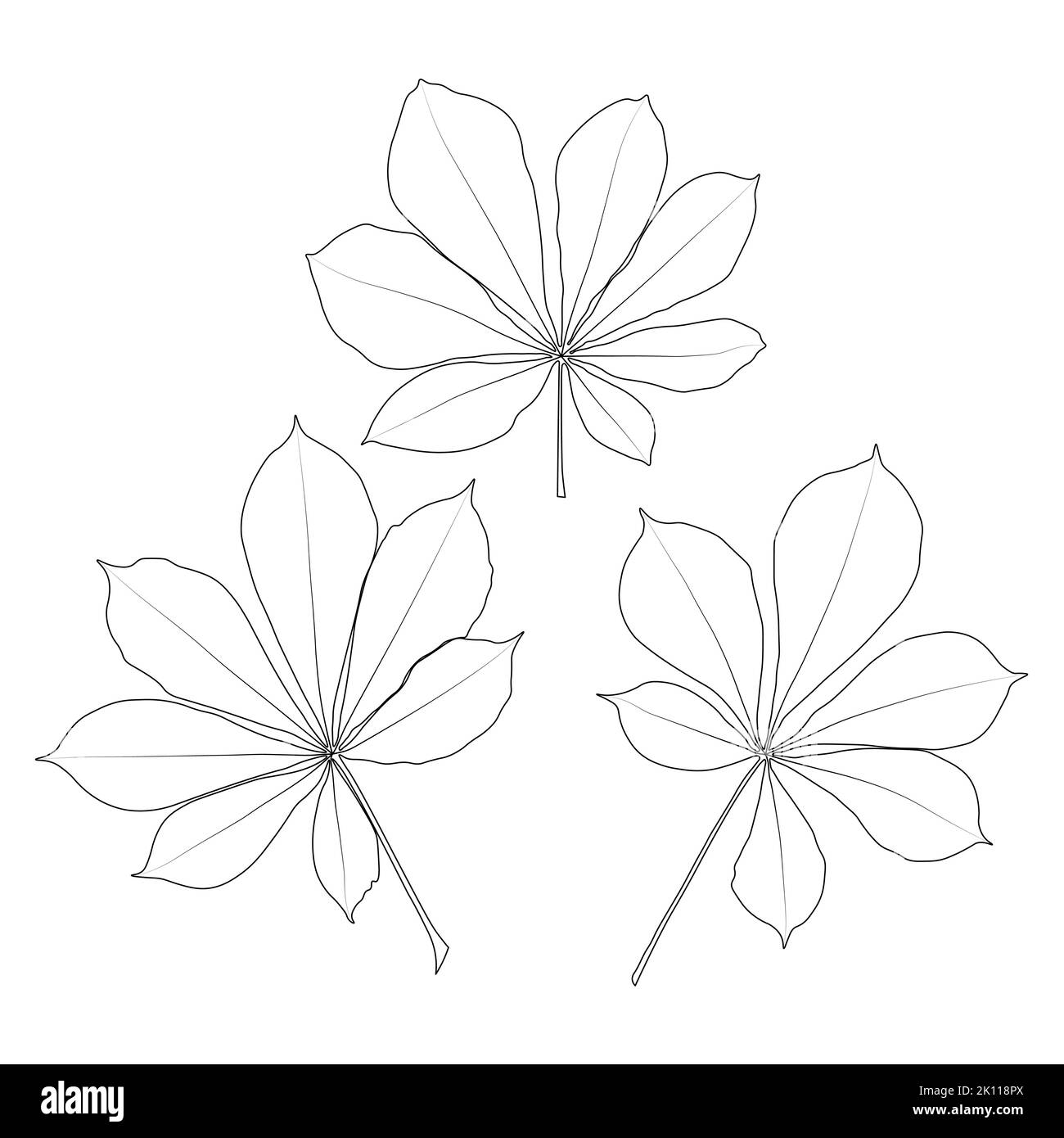 Set of vector chestnut leaf outline icon. Simple outline chestnut ...