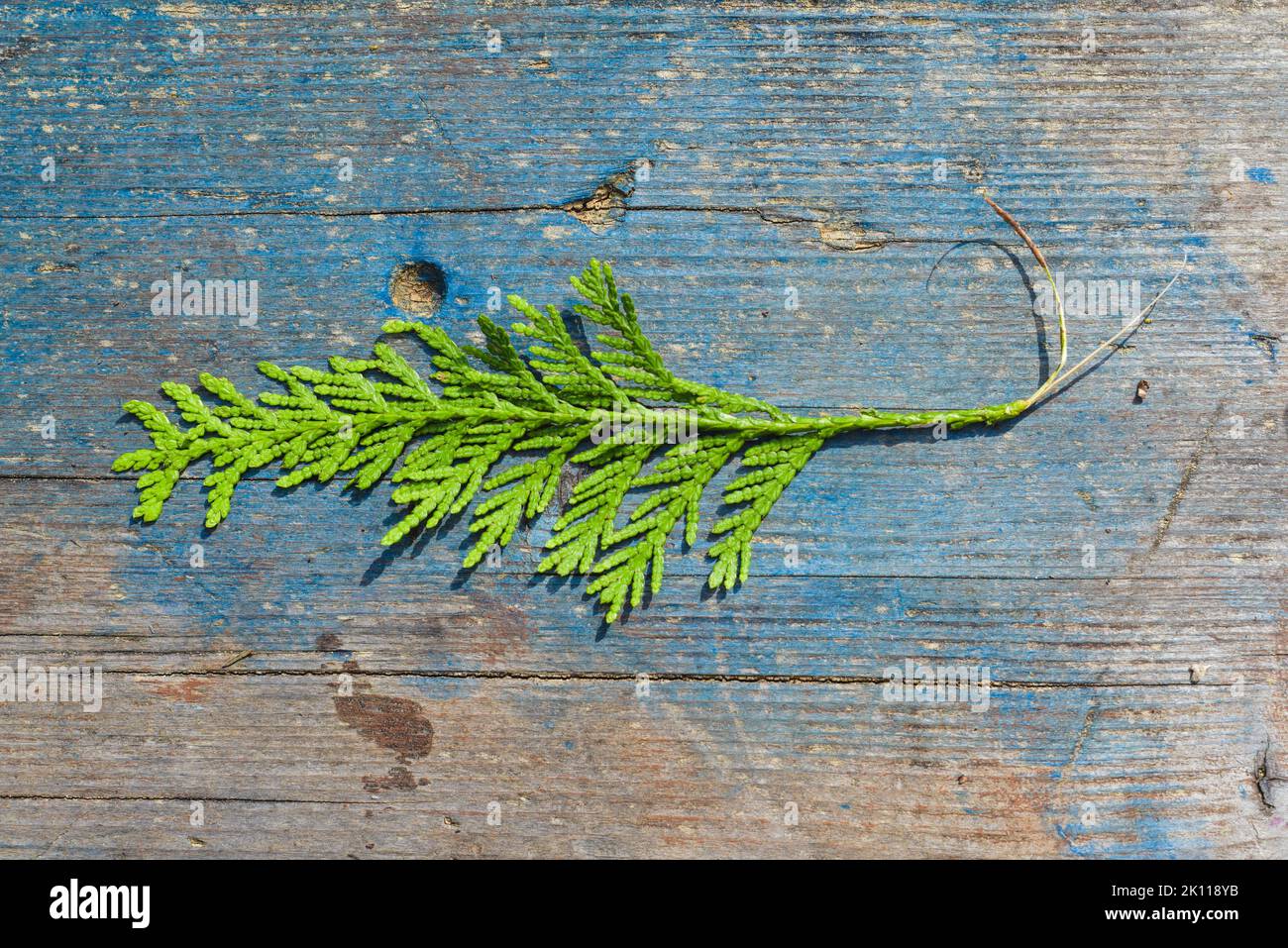 Types Of Evergreen Leaves