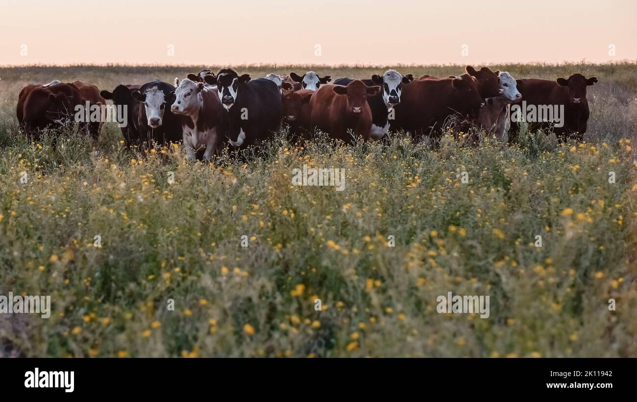 Cows raised with natural pastures, meat production in the Argentine ...