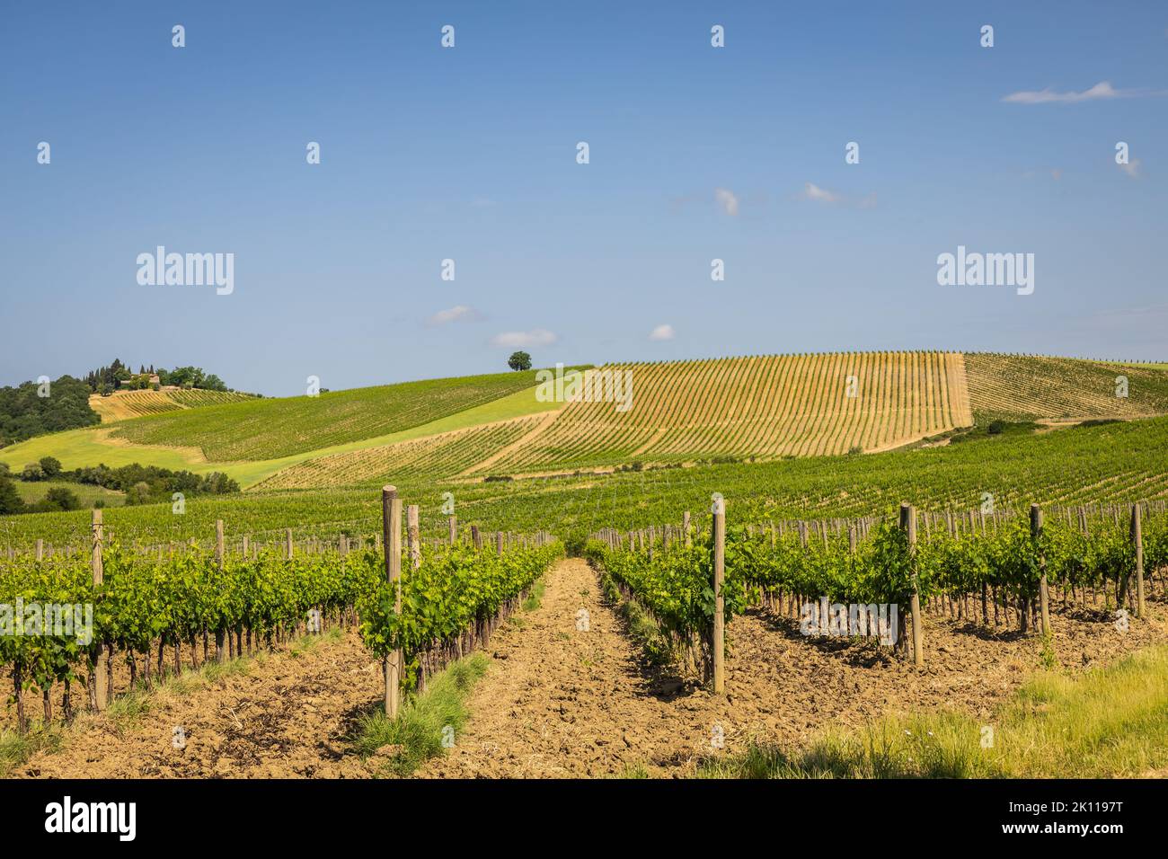 Rolling hills of grape vines at a vineyard in Tuscany in the Chianti ...