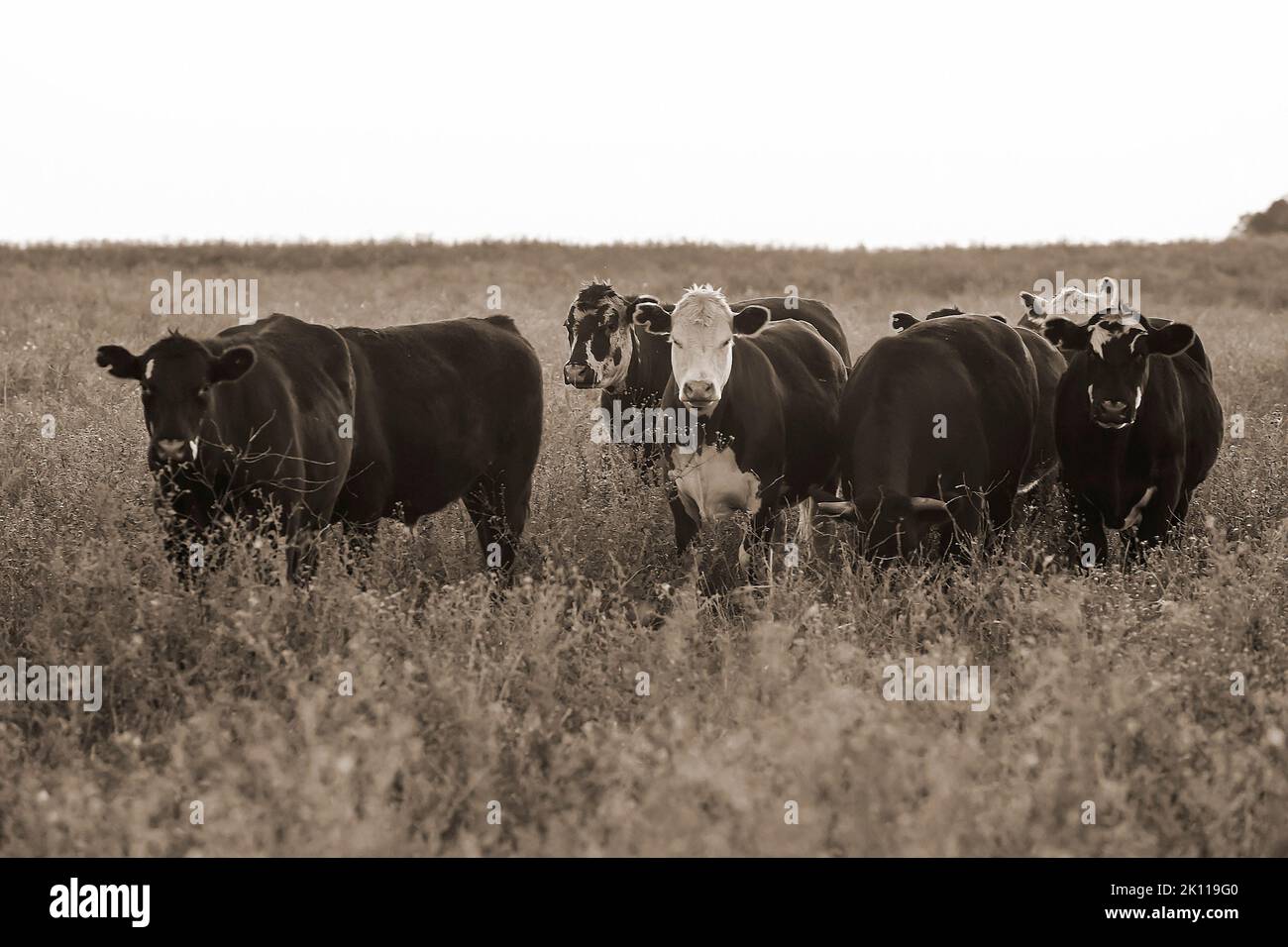 Cows raised with natural pastures, meat production in the Argentine ...