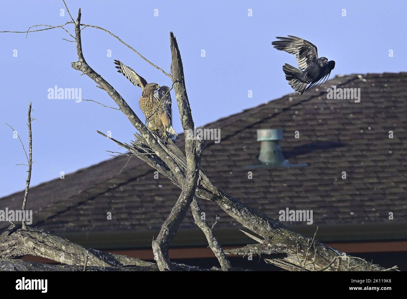 Pacific Grove, California, USA. 14th Sep, 2022. Crow dive bombs a Red ...