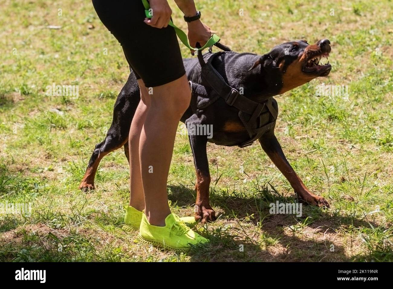 Doberman with a cynologist, in attack training, in the face. High ...
