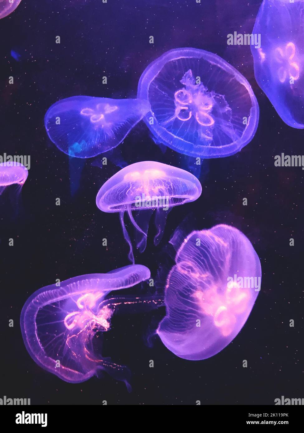 Blurry Colorful Jellyfishes floating on waters. Green Moon jelly Stock ...