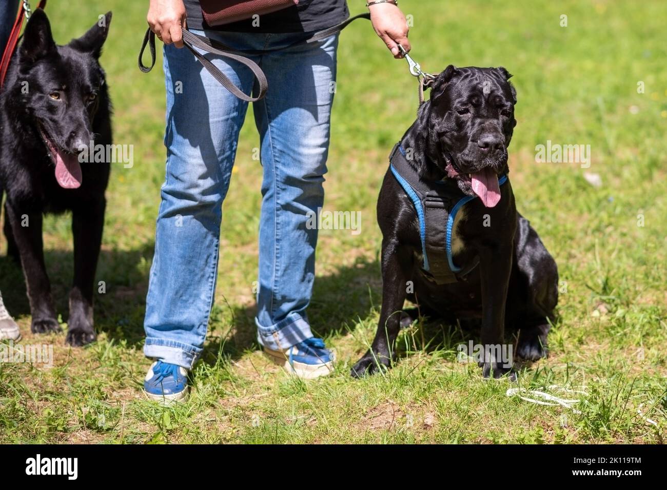 Leash owner mistress grass pet hi-res stock photography and images - Alamy