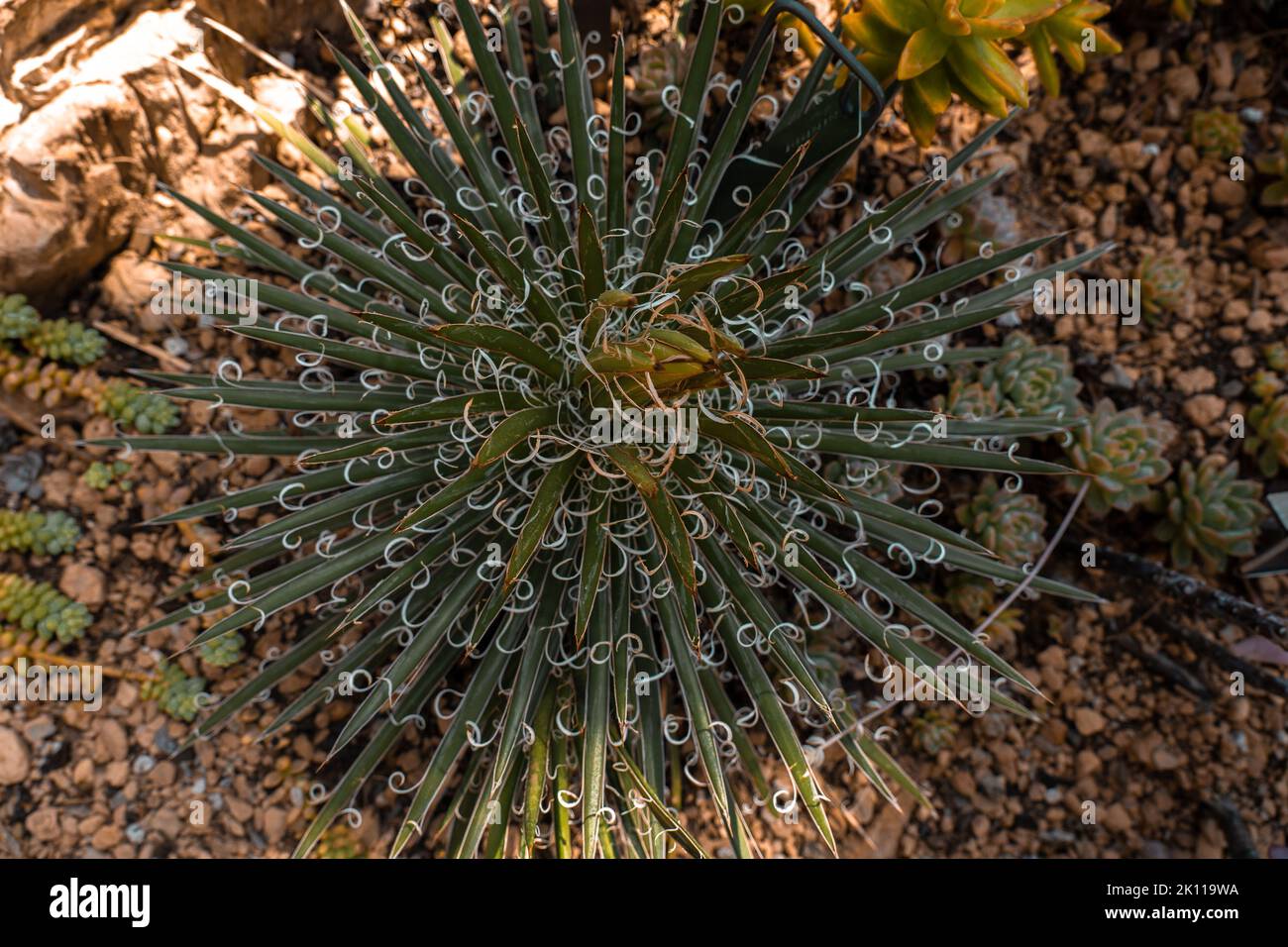 Top view of twin flowered agave growing on rocks. Sharp succulent with ...