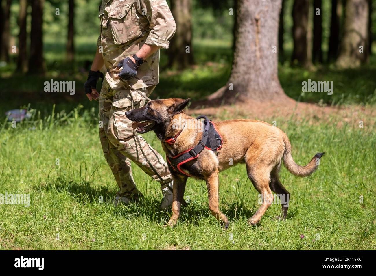 Belgian malinois army dog hi-res stock photography and images - Alamy