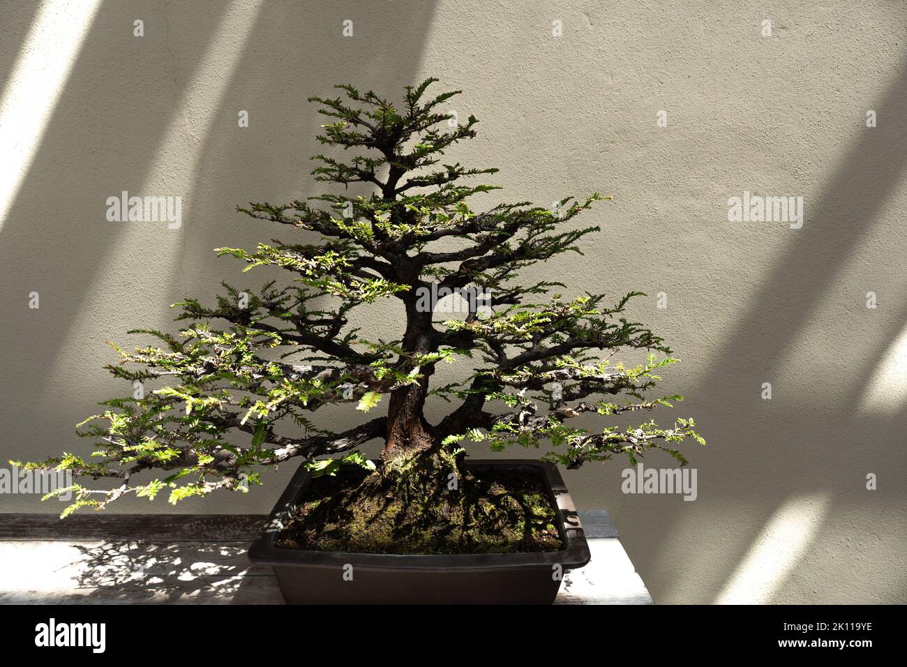 Sequoia bonsai tree hi-res stock photography and images - Alamy