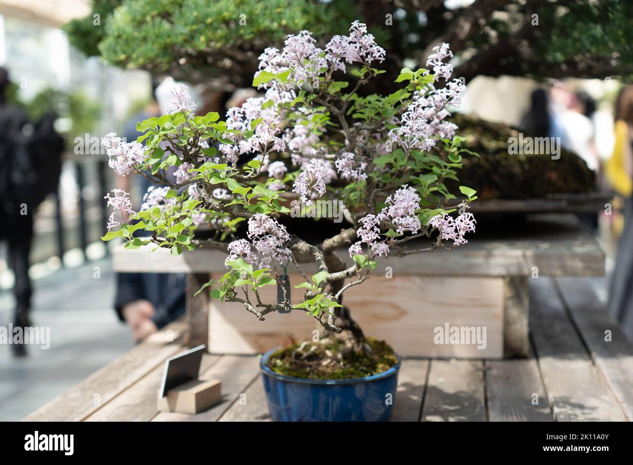 Miniature tree of natural Syringa Bonsai on a display in Botanical ...