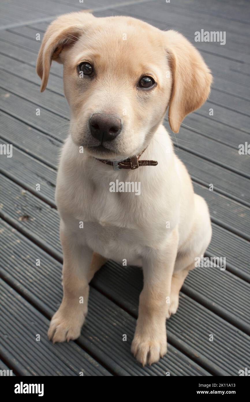 Labrador puppy sitting on a deck Stock Photo - Alamy
