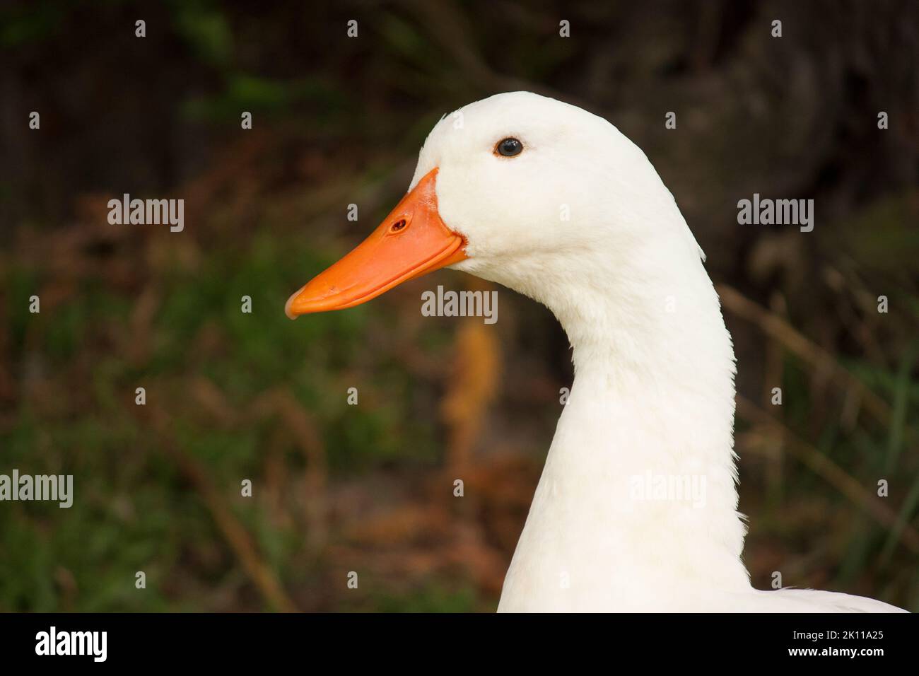 American pekin white duck hi-res stock photography and images - Alamy