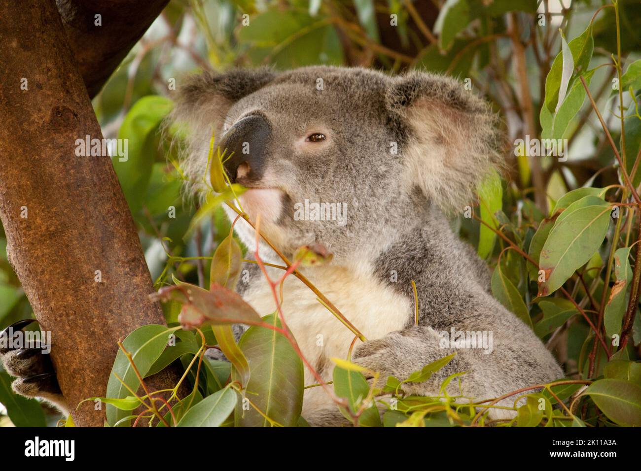Koala (P. cinereus) eating eucalyptus leaves Stock Photo - Alamy