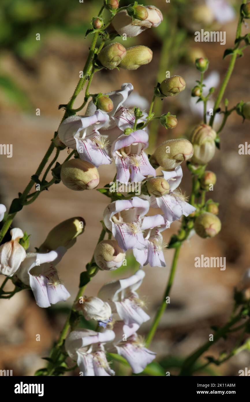 Pink flowering dichasiate thyrse inflorescence of Penstemon Grinnellii ...