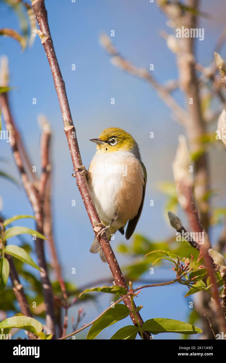 Silvereye (Zosterops lateralis) bird from New Zealand Stock Photo - Alamy