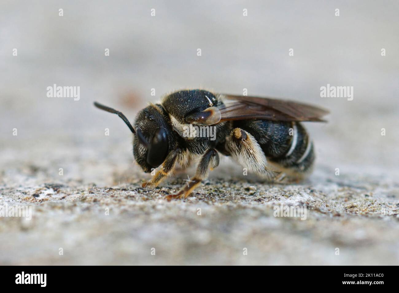 Nomia bee hi-res stock photography and images - Alamy