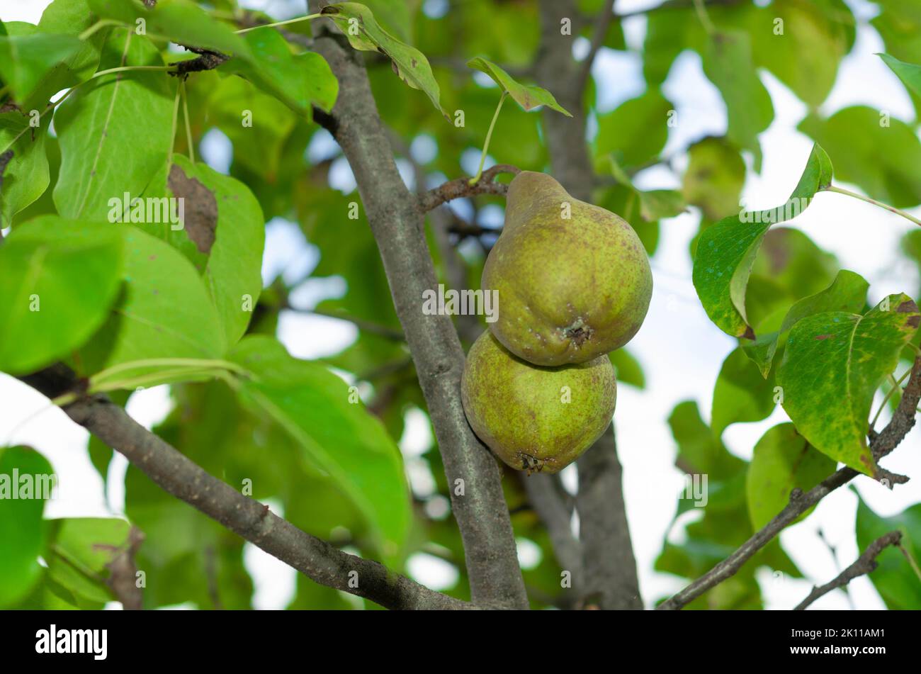 Pear orchard. Ripe pears in the garden ready for harvest Stock Photo ...