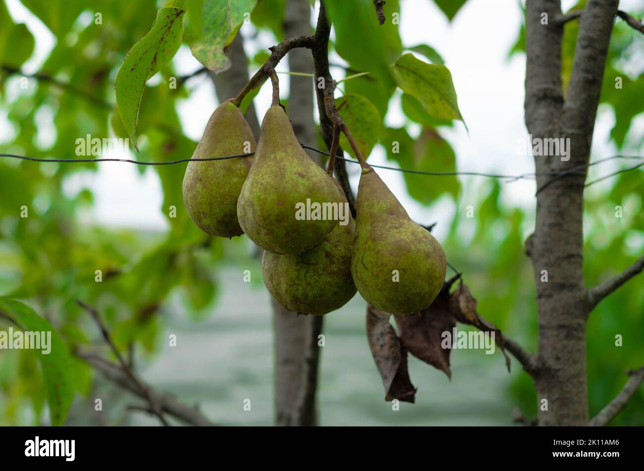 Pear orchard. Ripe pears in the garden ready for harvest Stock Photo ...