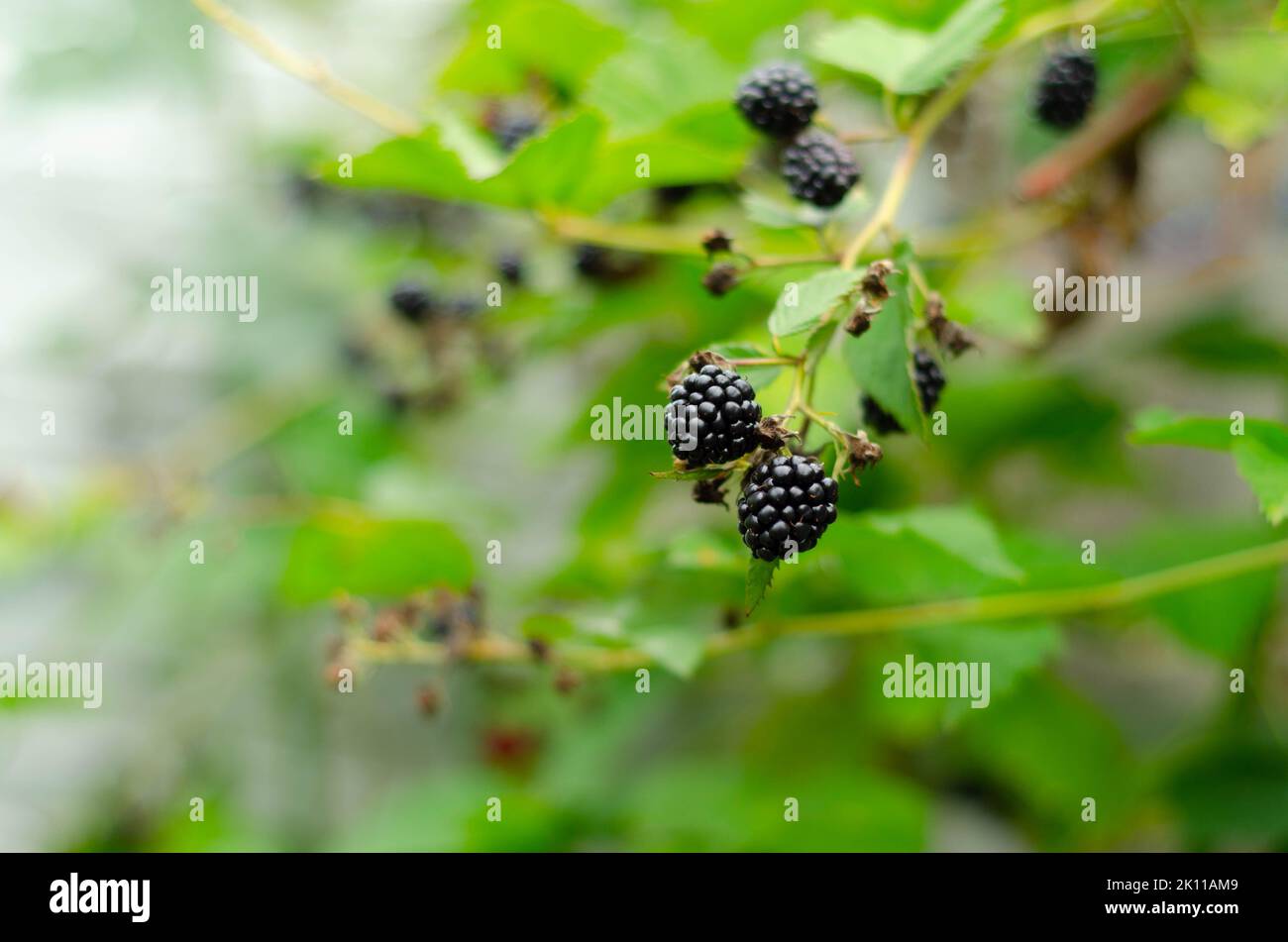 fresh blackberries in a garden Stock Photo - Alamy