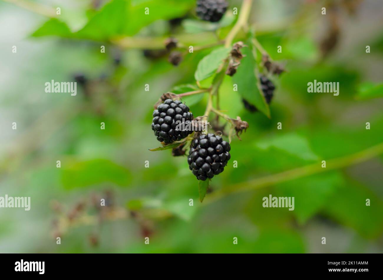 fresh blackberries in a garden Stock Photo - Alamy