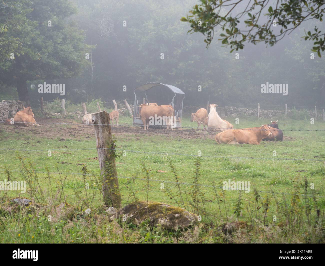 cows living outdoors with fog Stock Photo - Alamy