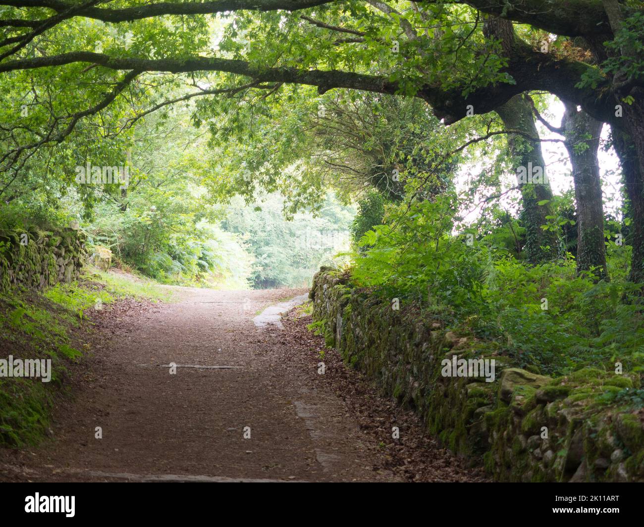 Better vegetation hi-res stock photography and images - Alamy