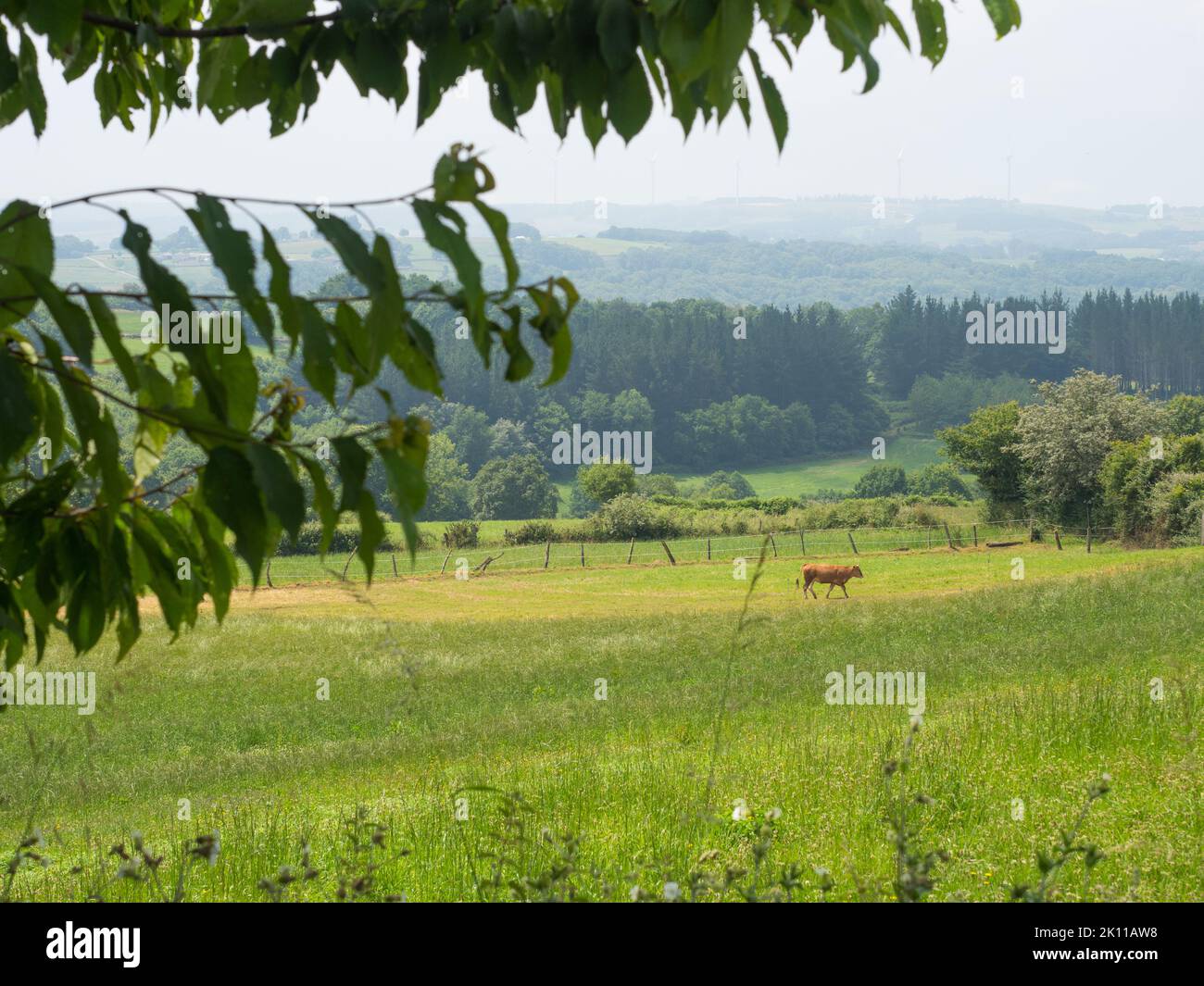 no to animal suffering of cows, no eating animals Stock Photo - Alamy