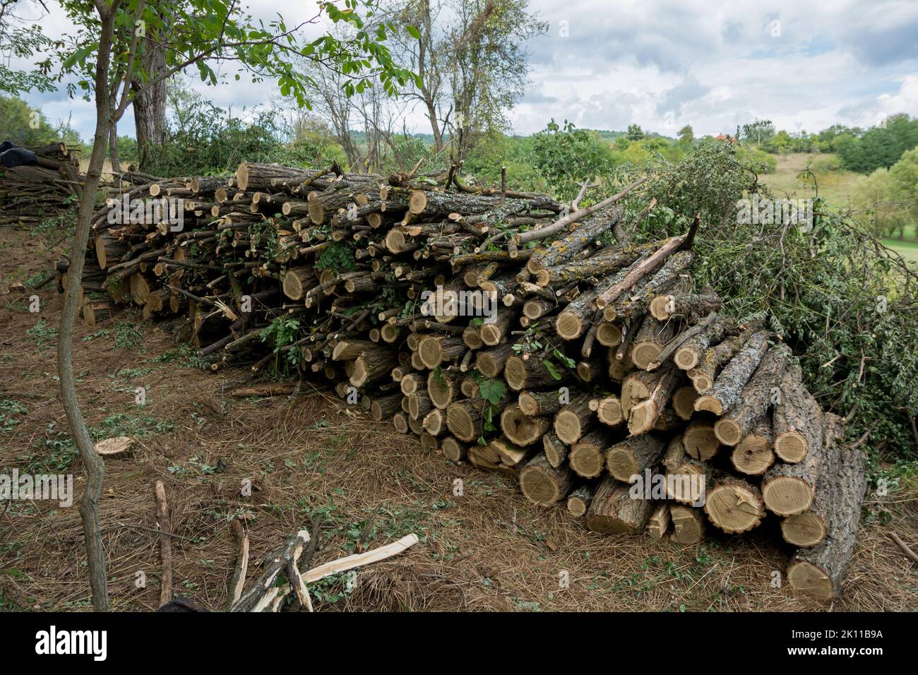 Log trunks pile in the forest on summer day. Panorama of wood trunks ...
