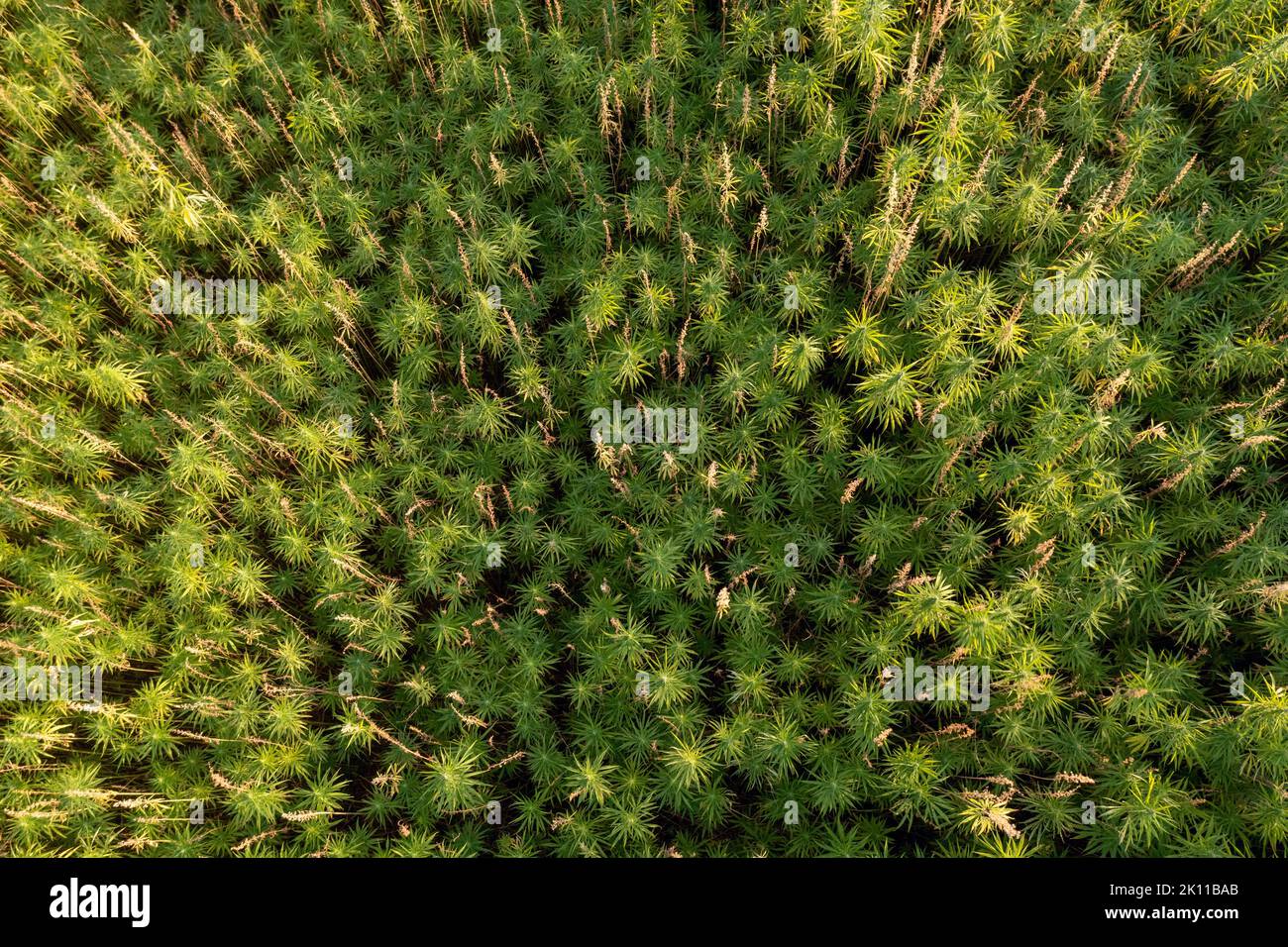 CBD hemp field, thickly planted stems of green industrial plants, top ...