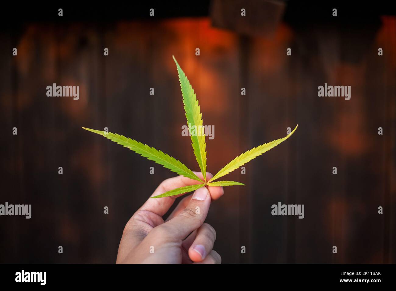 Marijuana leaf sun hi-res stock photography and images - Alamy