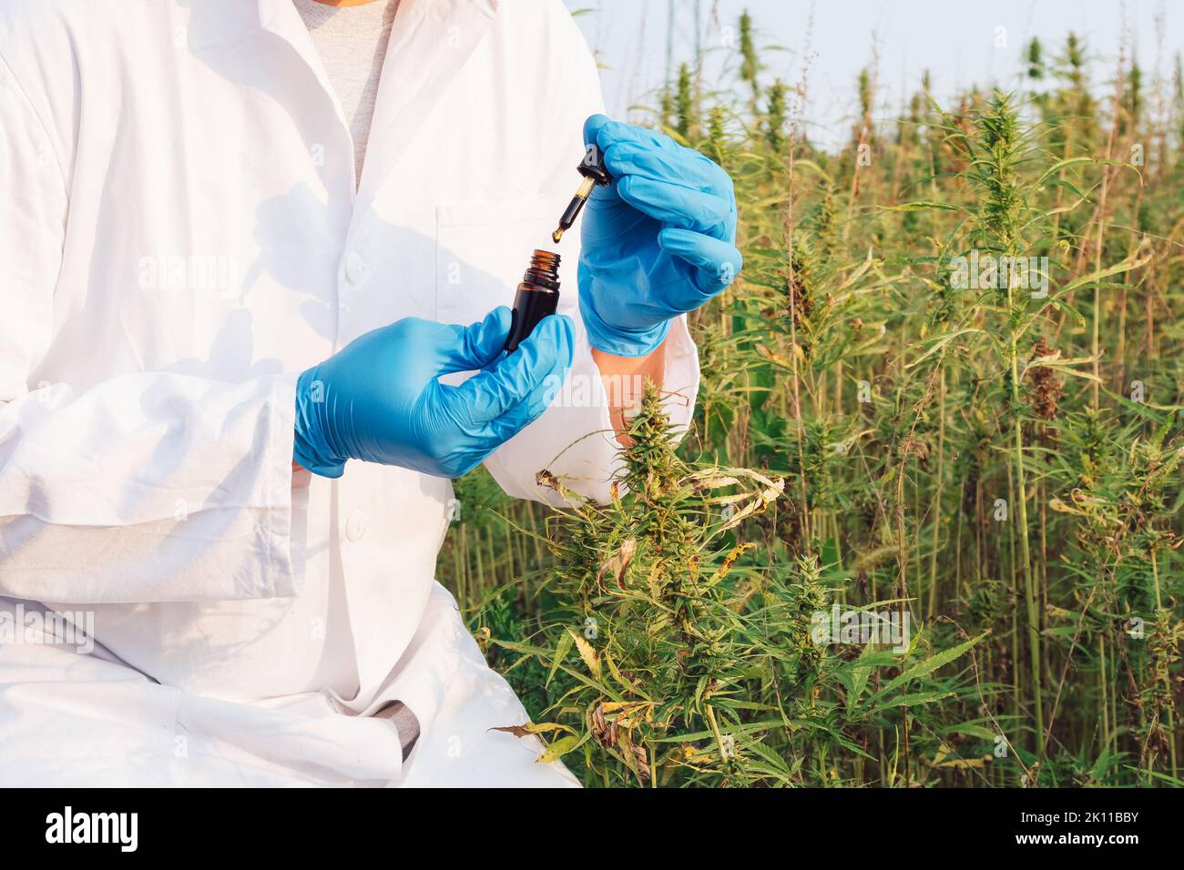 Hands holding bottle and dropper filled with CBD hemp oil, cannabis ...